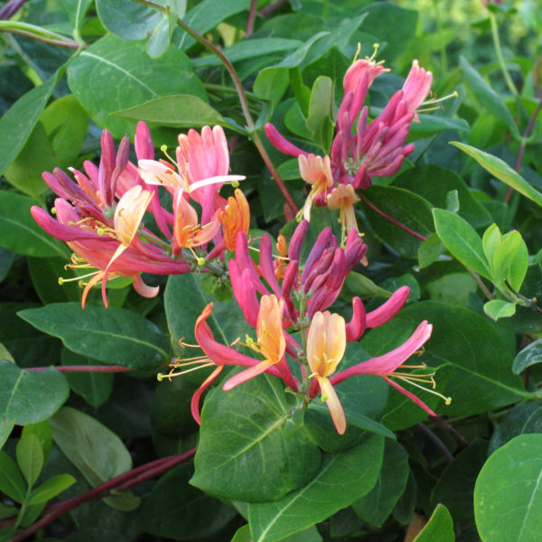 Lonicera heckrottii ‘Goldflame’ – Multiplants