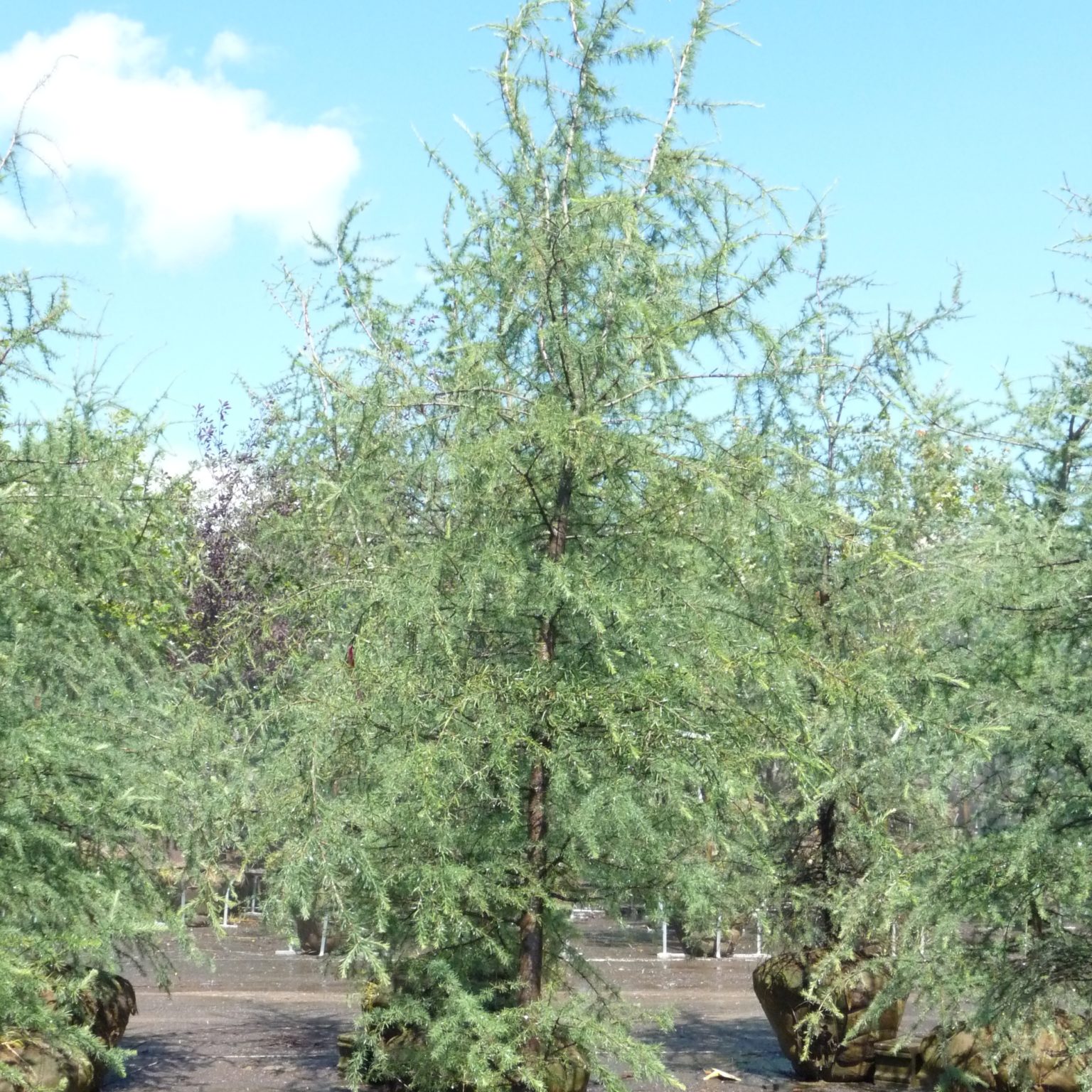 Larix laricina - Multiplants