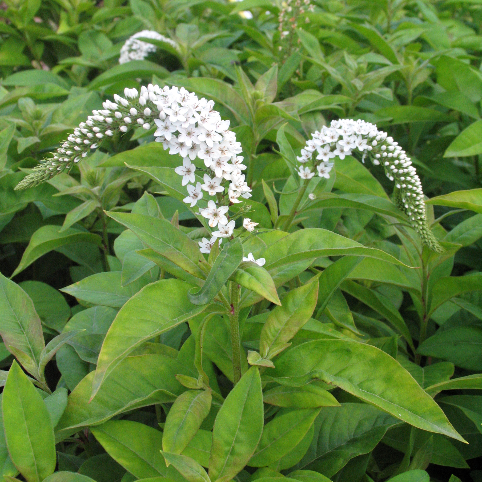 Lysimachia clethroides - Multiplants