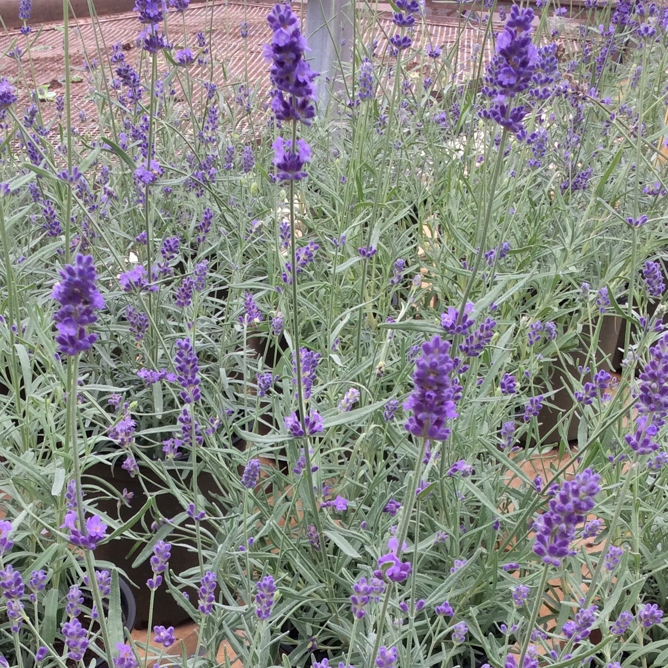 Lavandula angustifolia 'Munstead' - Multiplants