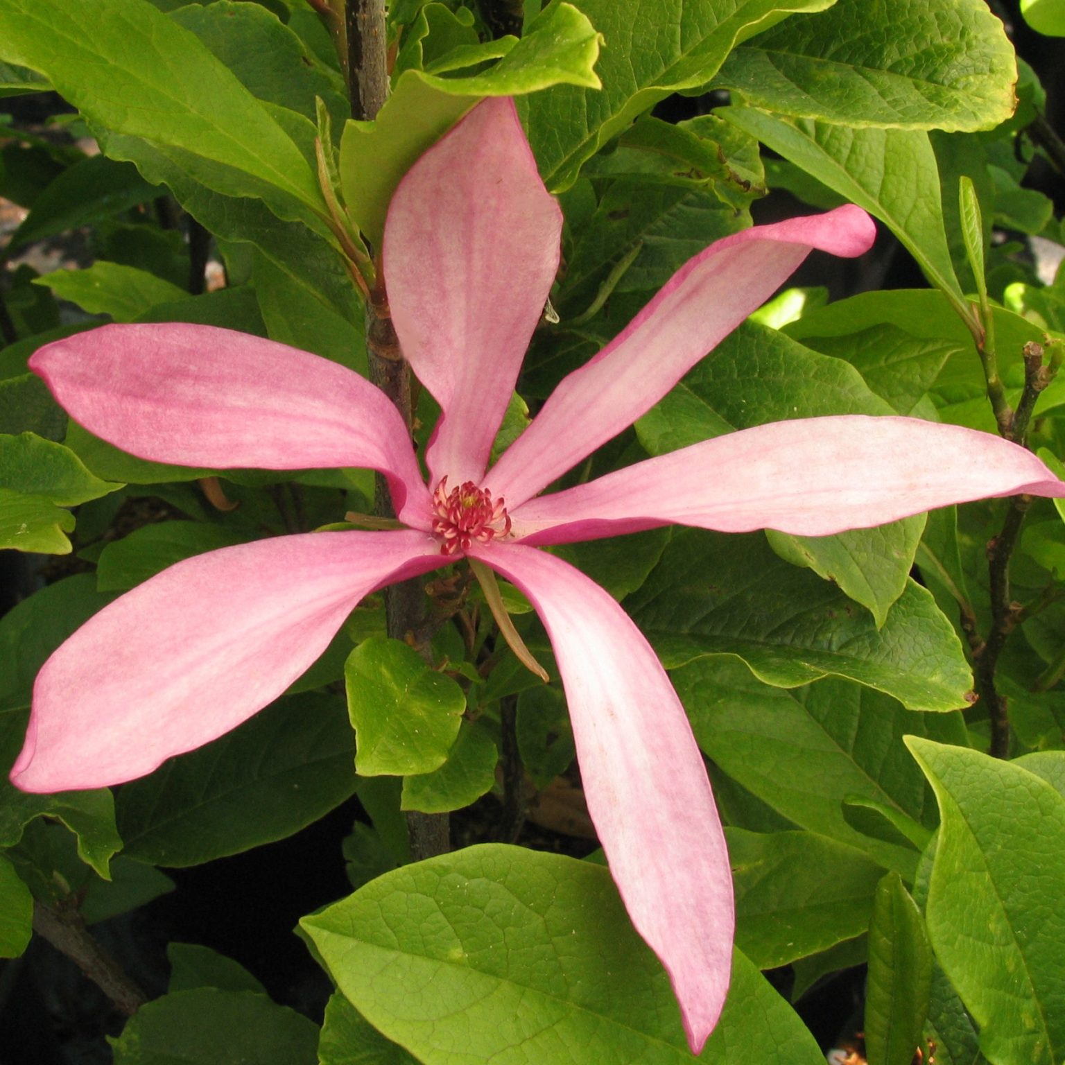 Magnolia 'Susan' - Multiplants