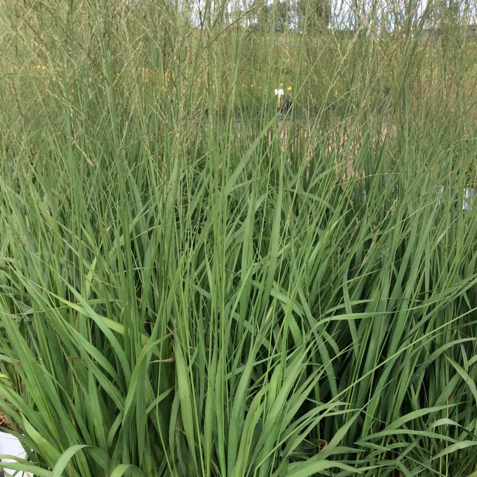 Miscanthus sinensis 'Goliath' - Multiplants