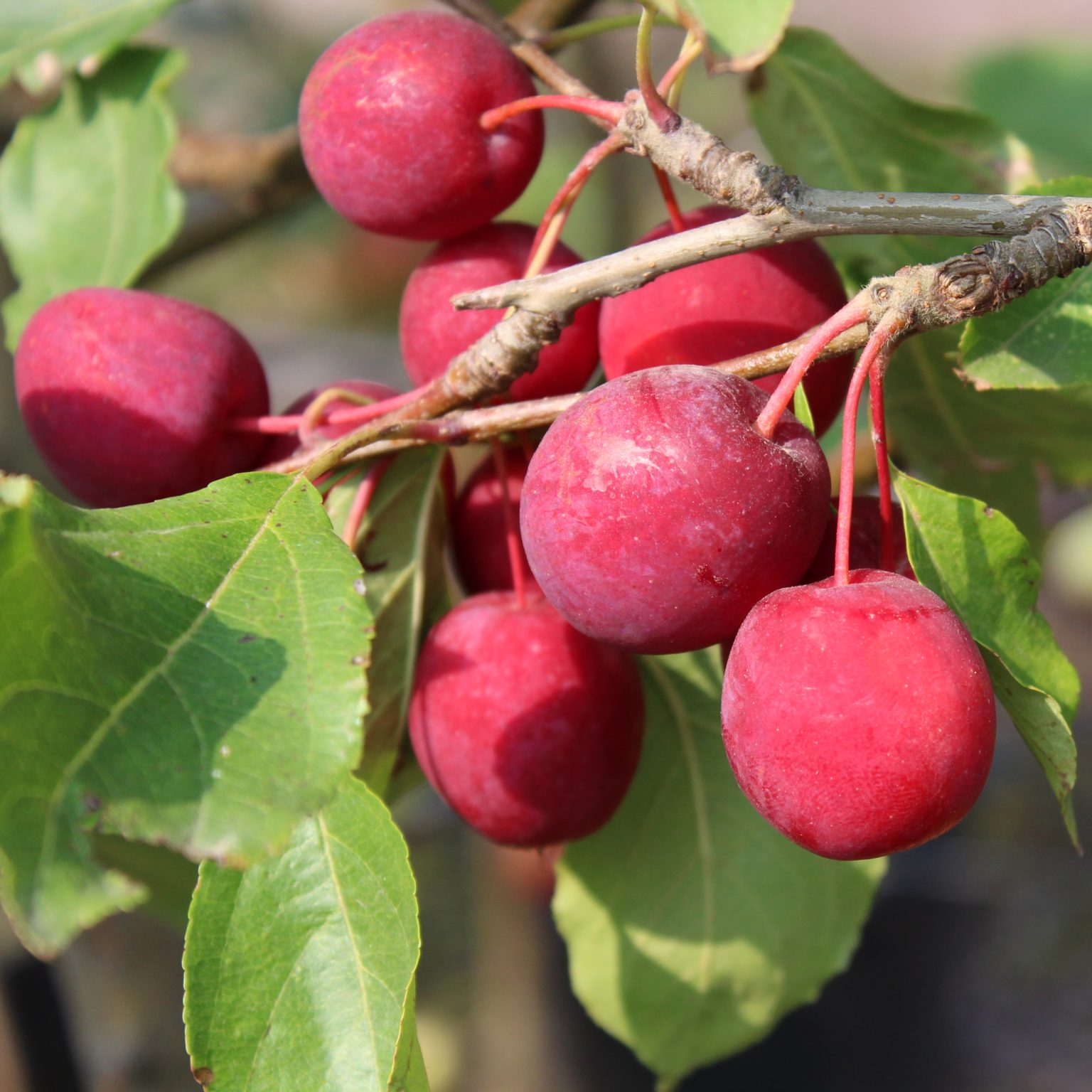 Malus 'Dolgo' - Multiplants