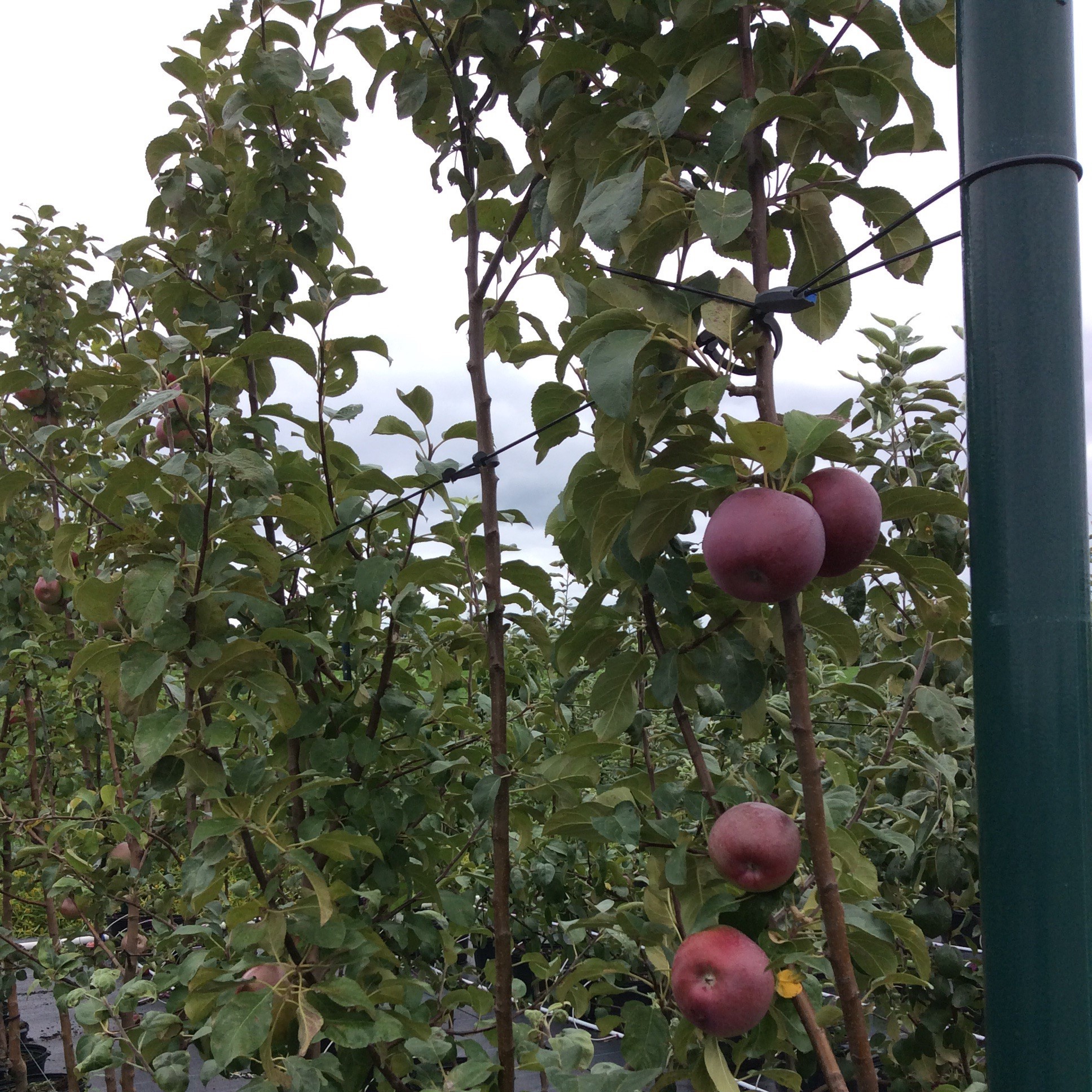 Prunus 'Italian' - Multiplants
