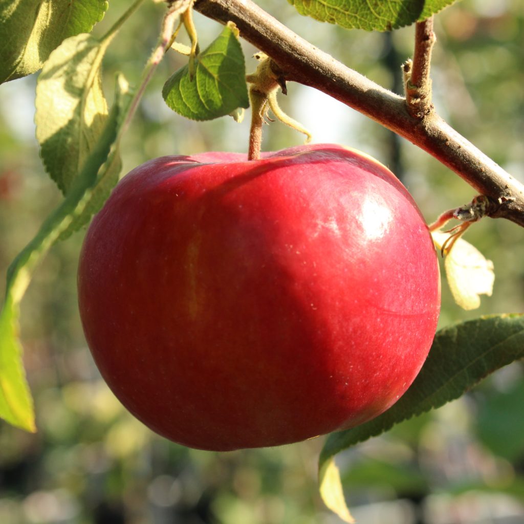 Malus 'Liberty' - Multiplants