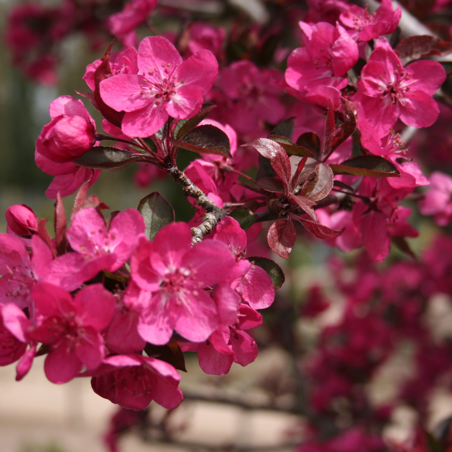 Populus deltoides 'Siouxland' - Multiplants