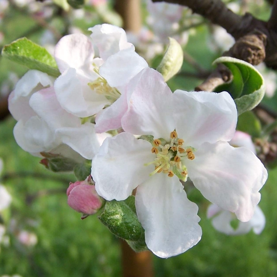 Ulmus americana 'Princeton' - Multiplants