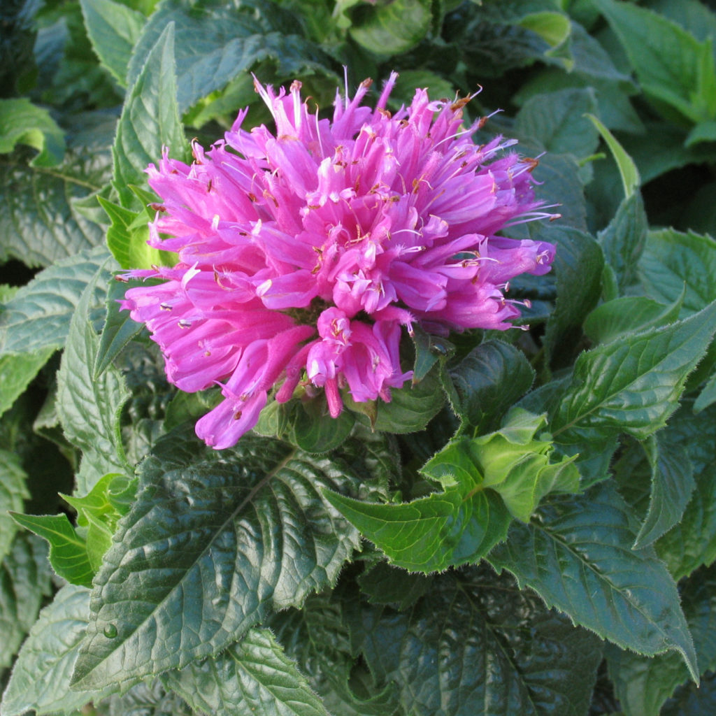 Monarda 'Petite Delight' - Multiplants