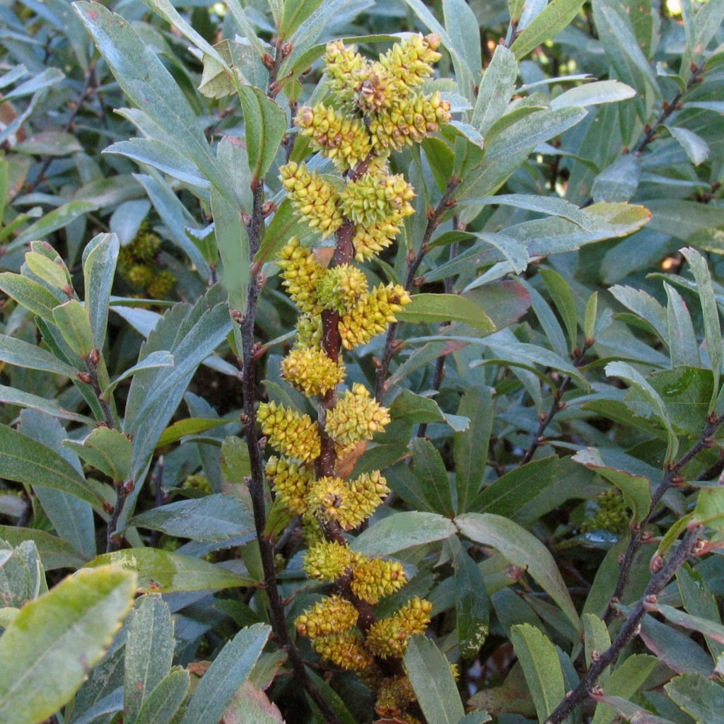 Myrica gale - Multiplants