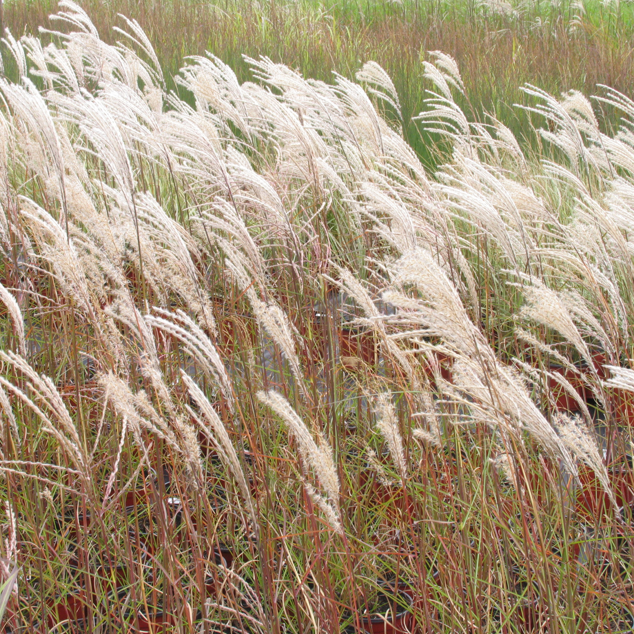 Miscanthus sinensis ‘Kleine Fontaine’ – Multiplants