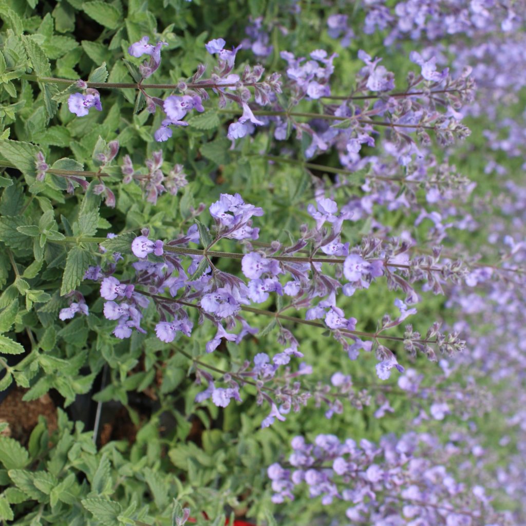 Nepeta faassenii 'Junior Walker' - Multiplants
