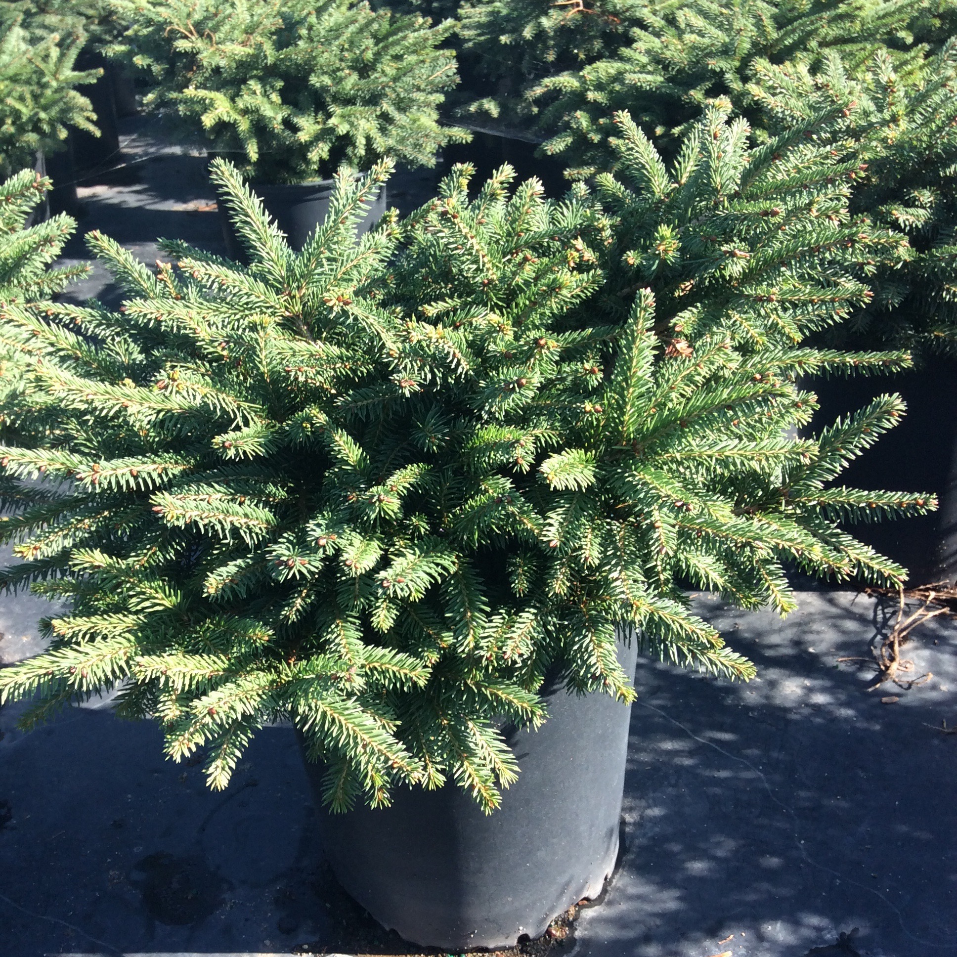 Picea abies ‘Nidiformis’ – Multiplants