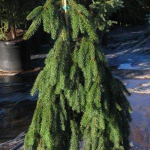 Thuja 'Brandon' - Multiplants