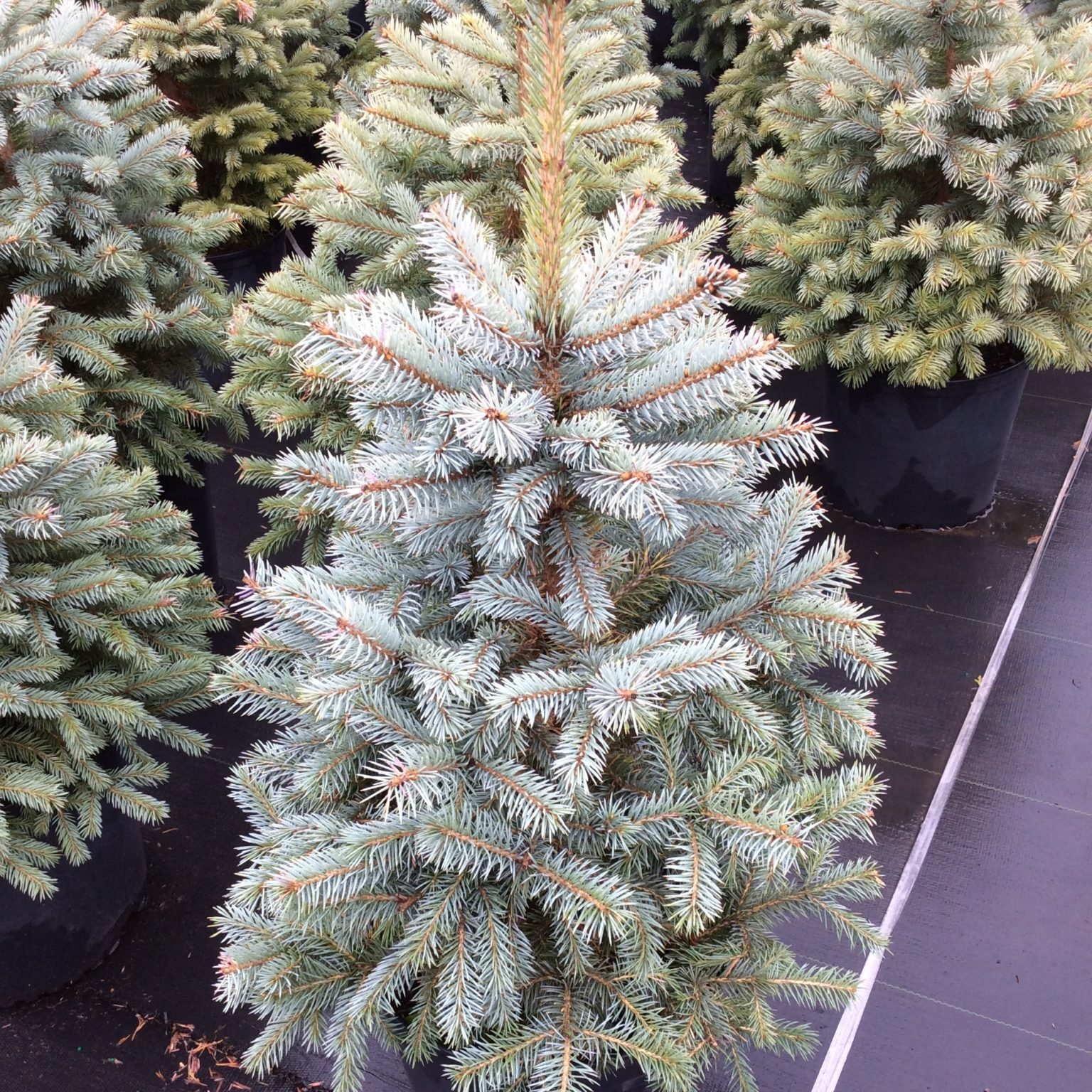 Picea pungens 'Baby Blue' - Multiplants