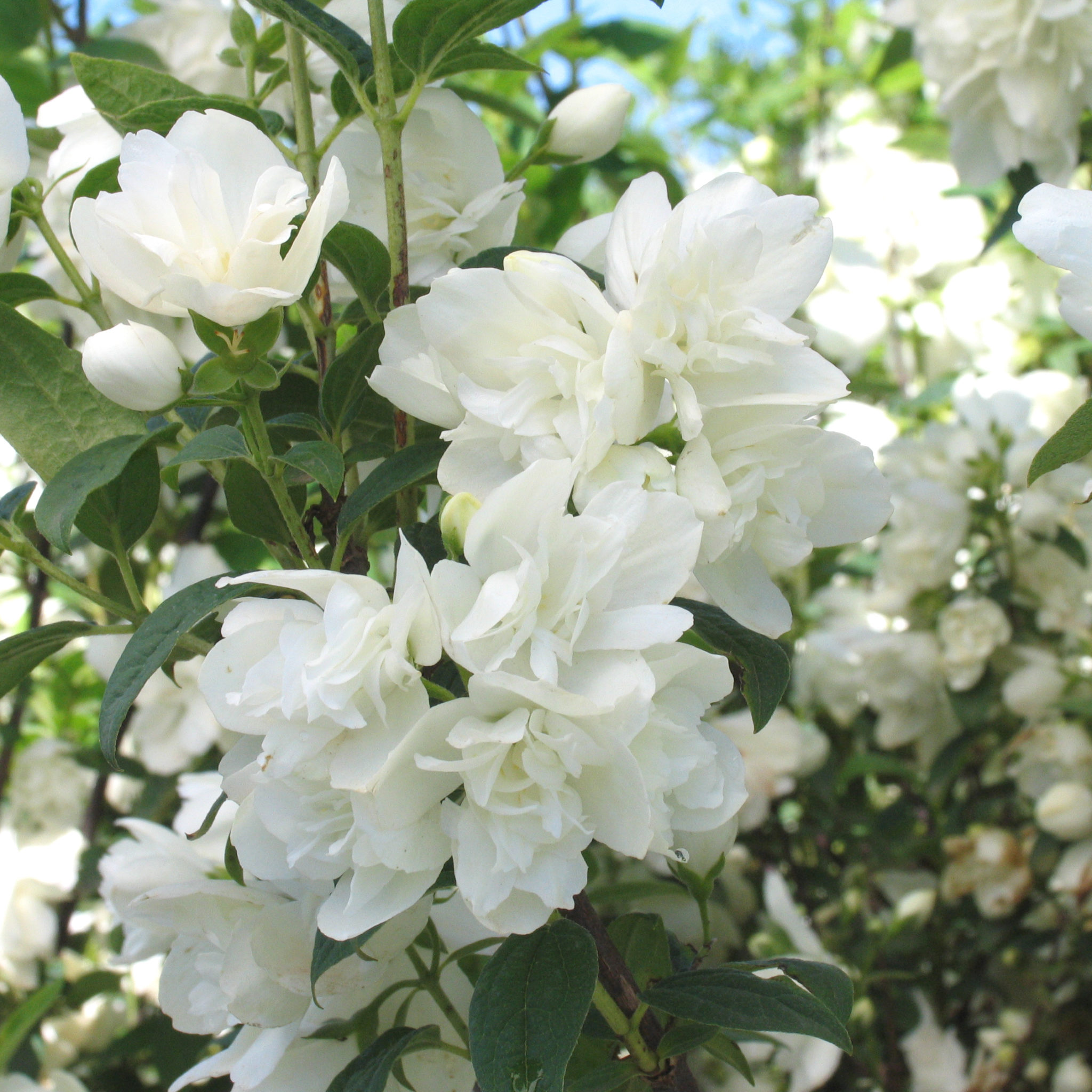 Philadelphus 'Snow Dwarf' - Multiplants