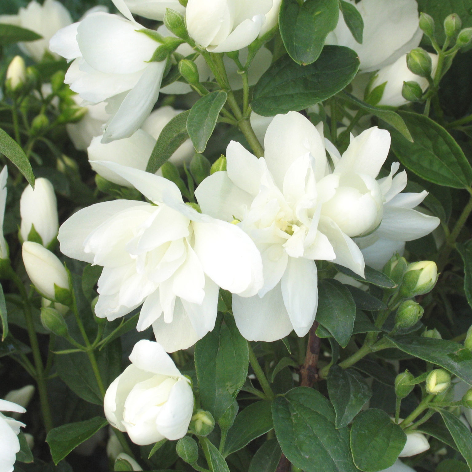 Philadelphus 'Snowbelle' - Multiplants