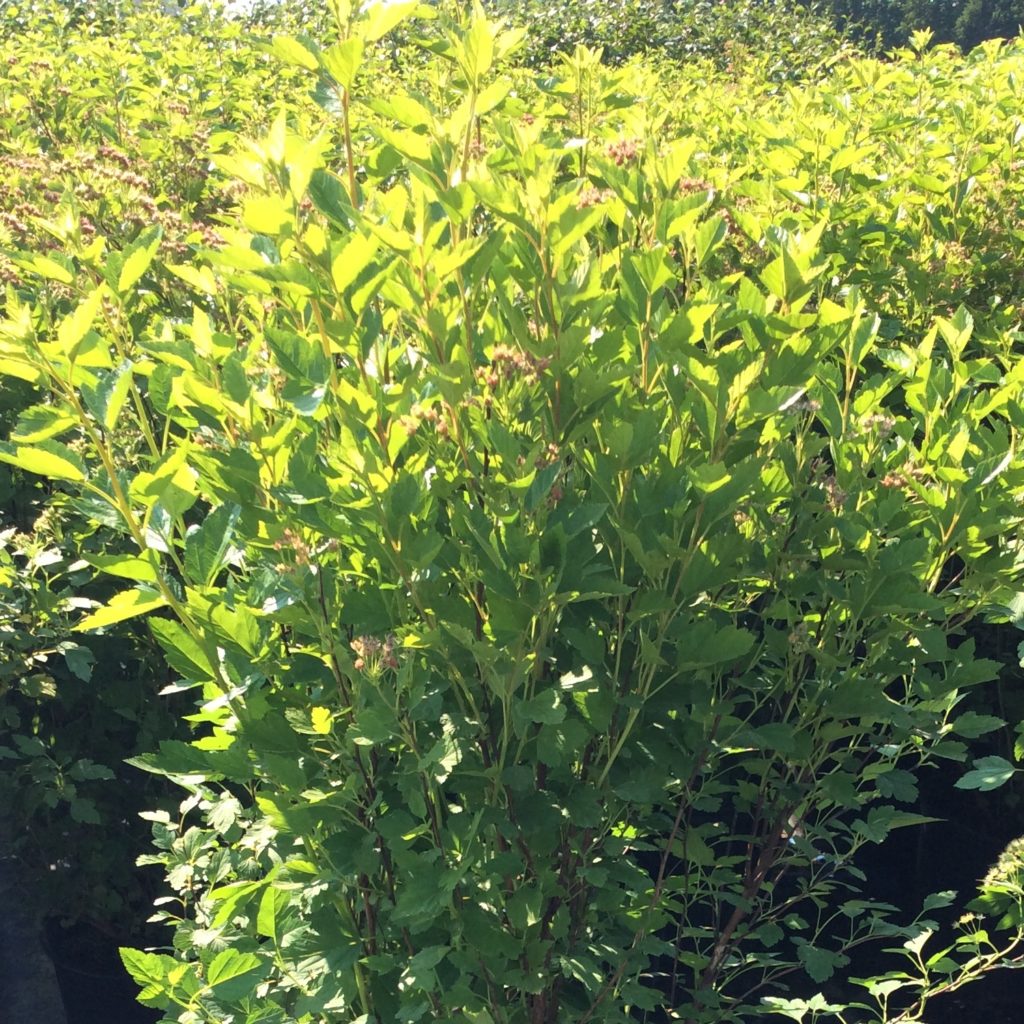 Physocarpus opulifolius 'Nanus' - Multiplants