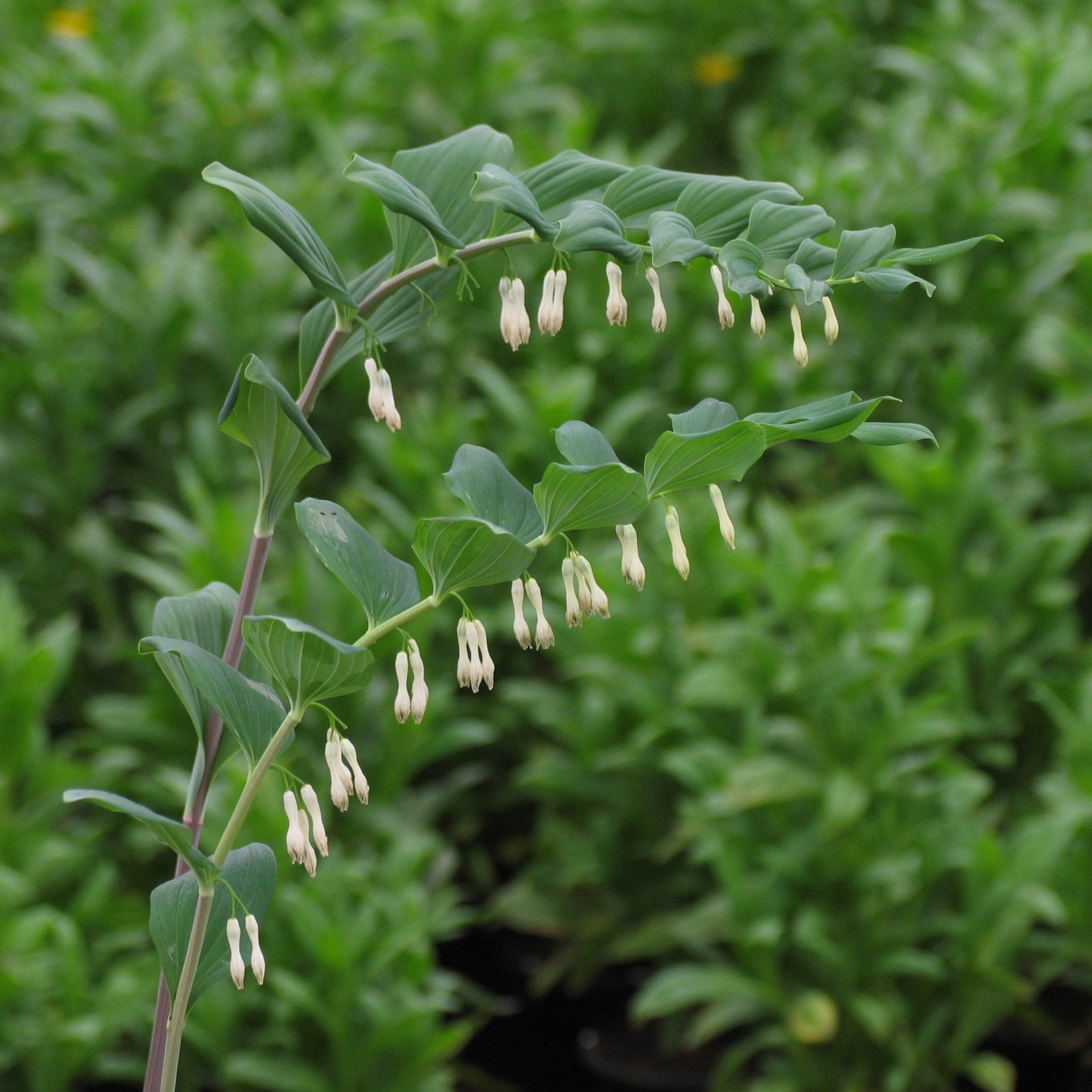 Polygonum multiflorum - Multiplants