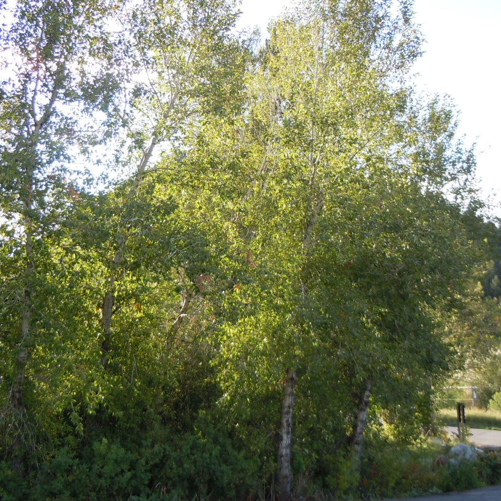Populus balsamifera - Multiplants