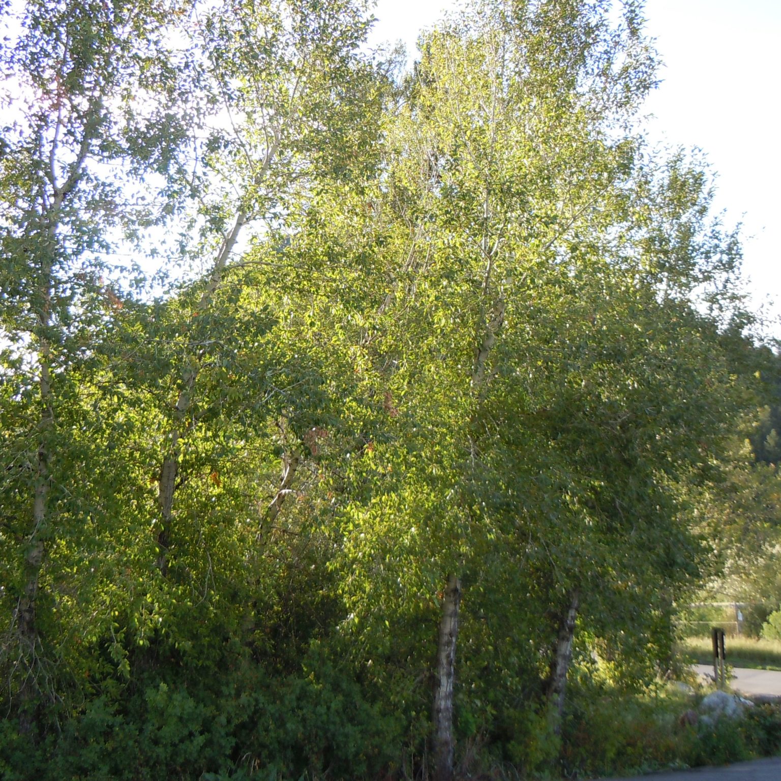 Populus balsamifera - Multiplants