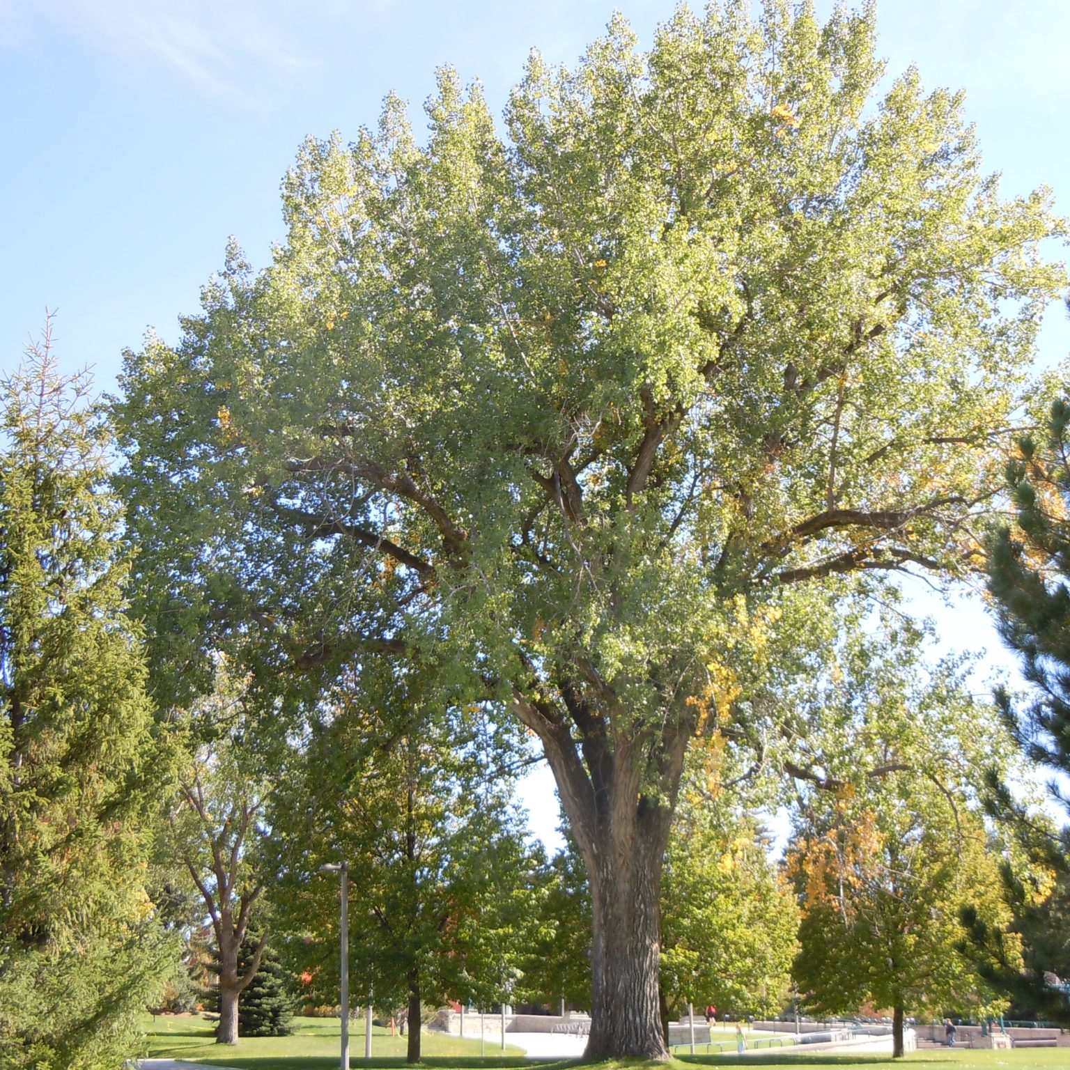 Populus deltoides - Multiplants