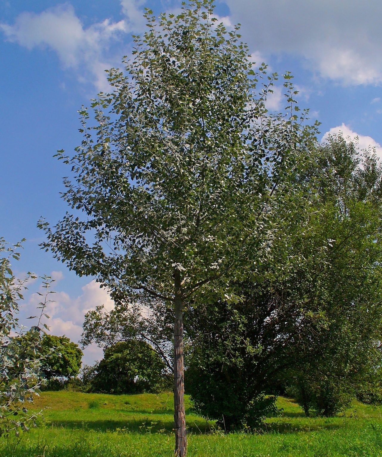 Populus deltoides 'Siouxland' - Multiplants
