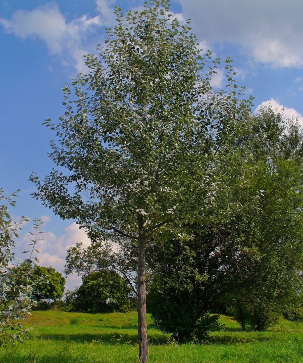 Populus deltoides 'Siouxland' - Multiplants