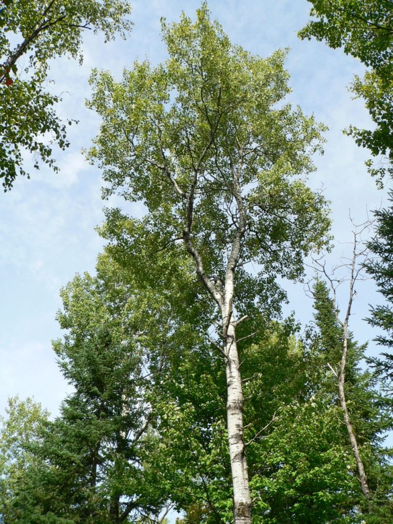 Populus tremuloides - Multiplants