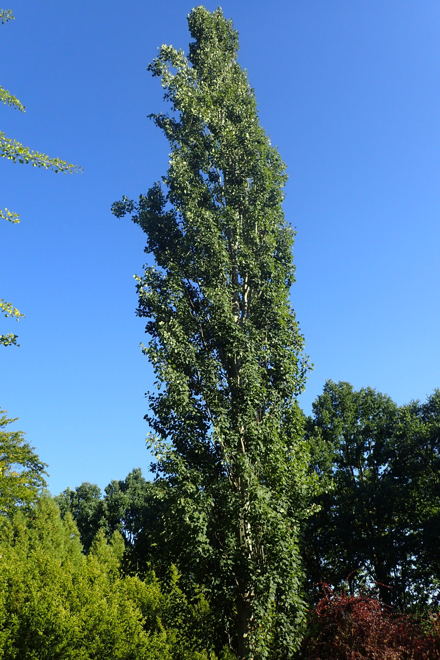Populus tremula 'Erecta' - Multiplants