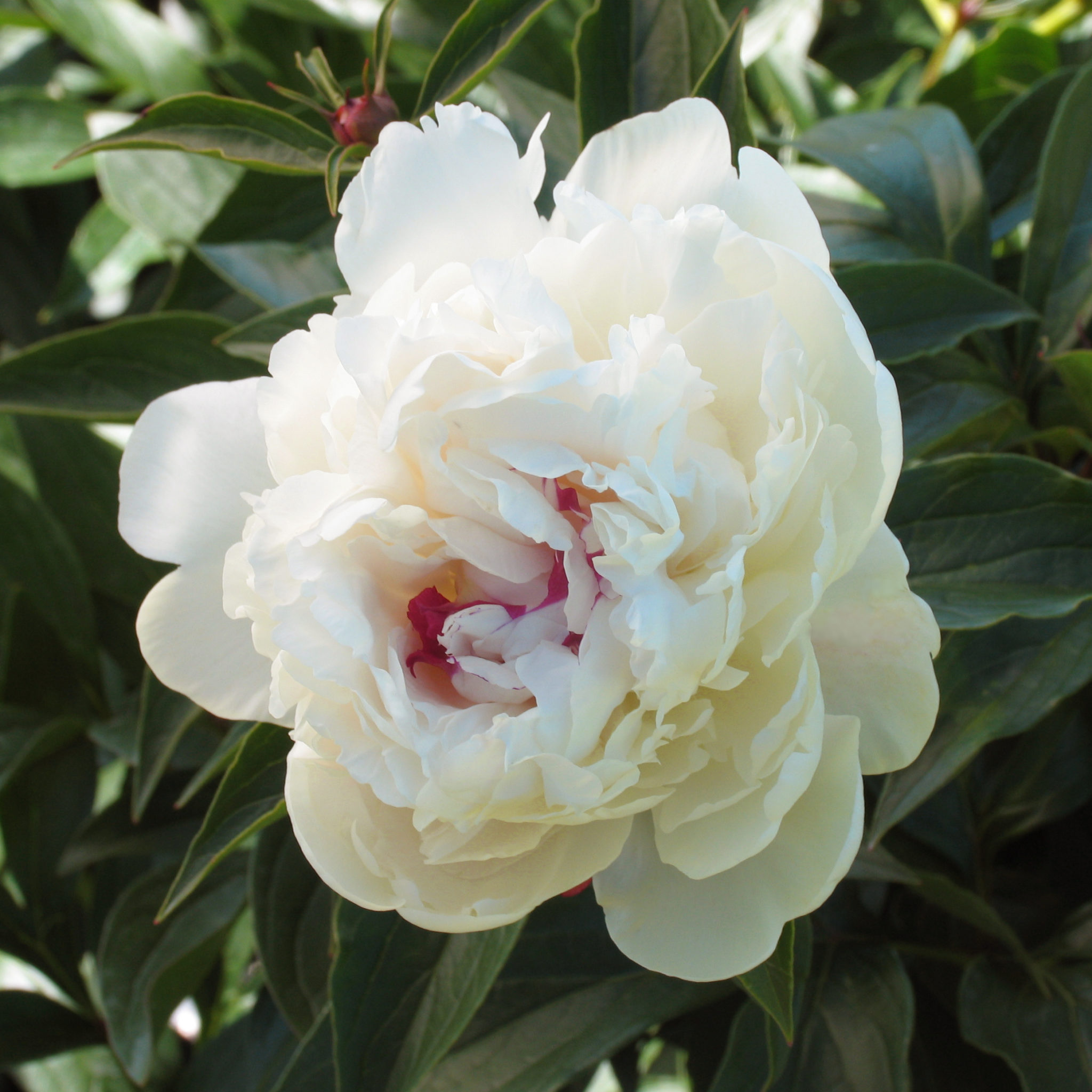 Paeonia lactiflora 'Festiva Maxima' - Multiplants