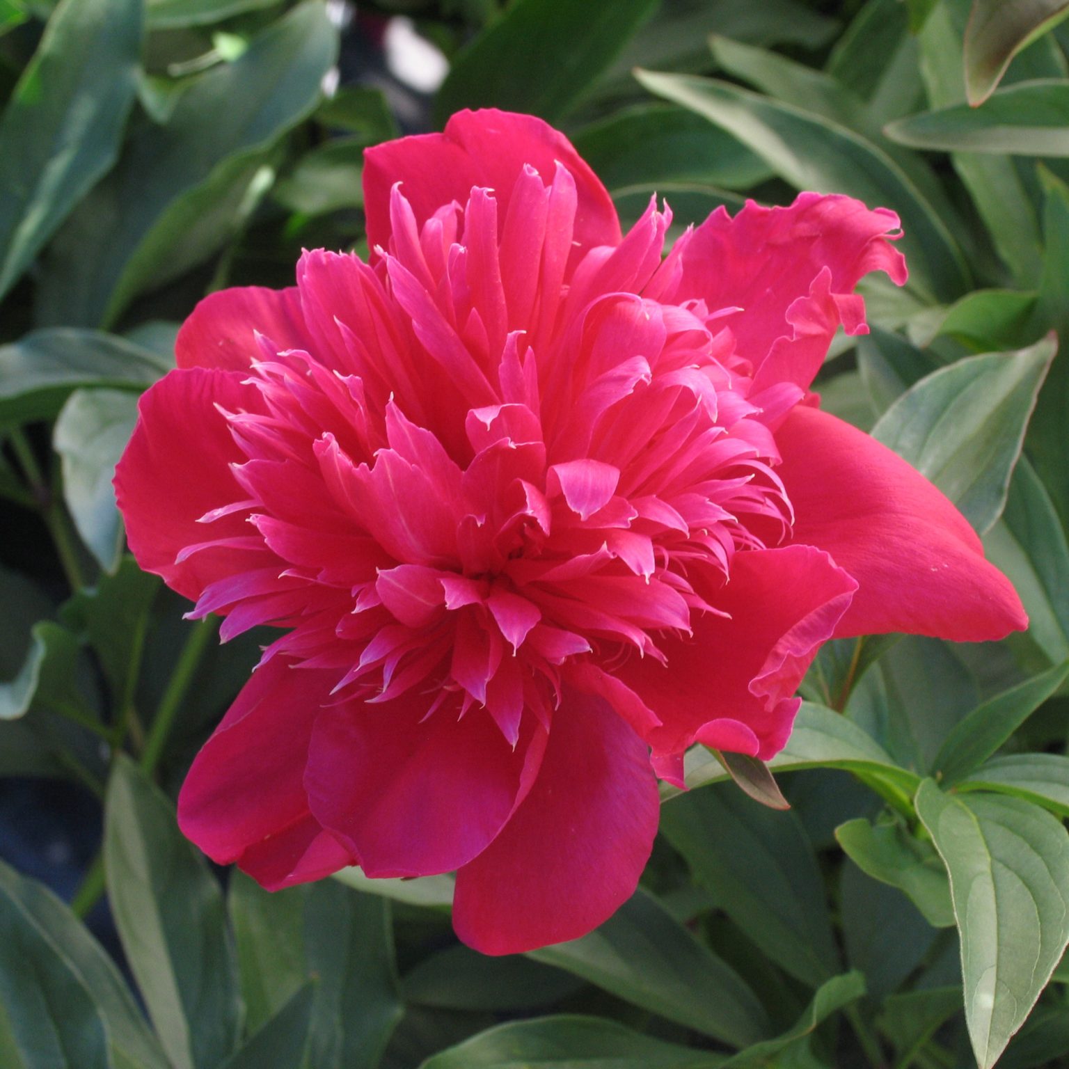 Paeonia lactiflora ‘Inspecteur Lavergne’ – Multiplants