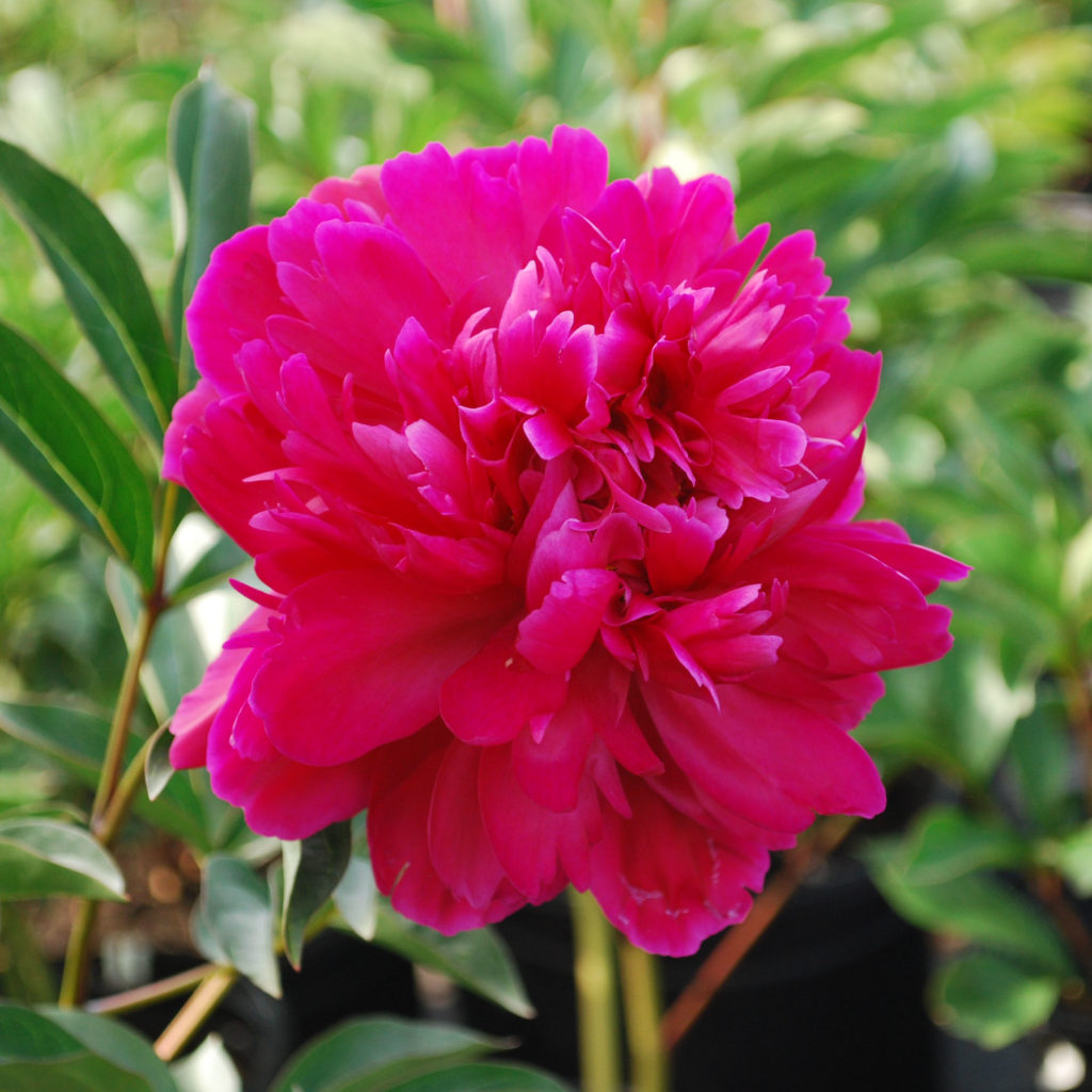 Paeonia lactiflora 'Karl Rosenfield' - Multiplants