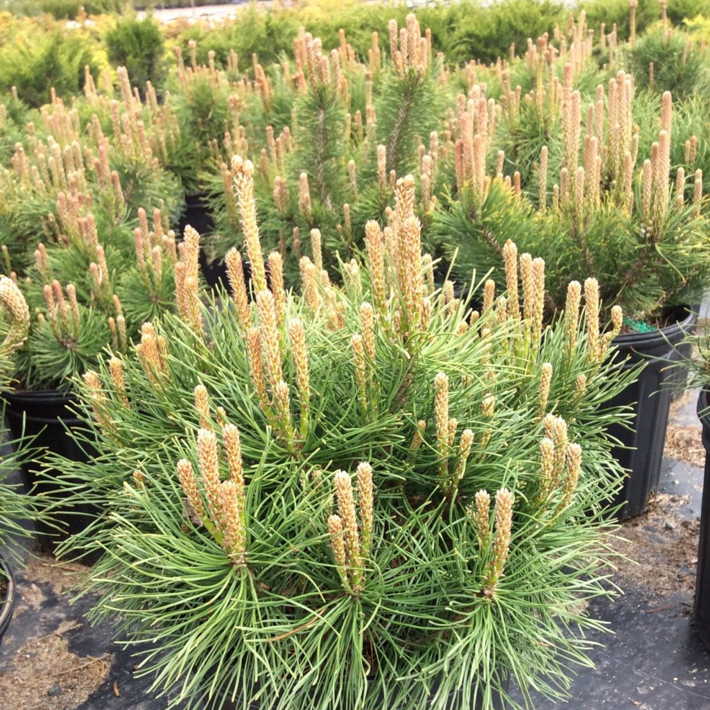 Pinus mugo ‘Pumilio’ – Multiplants
