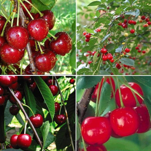 Arbres fruitiers – Multiplants