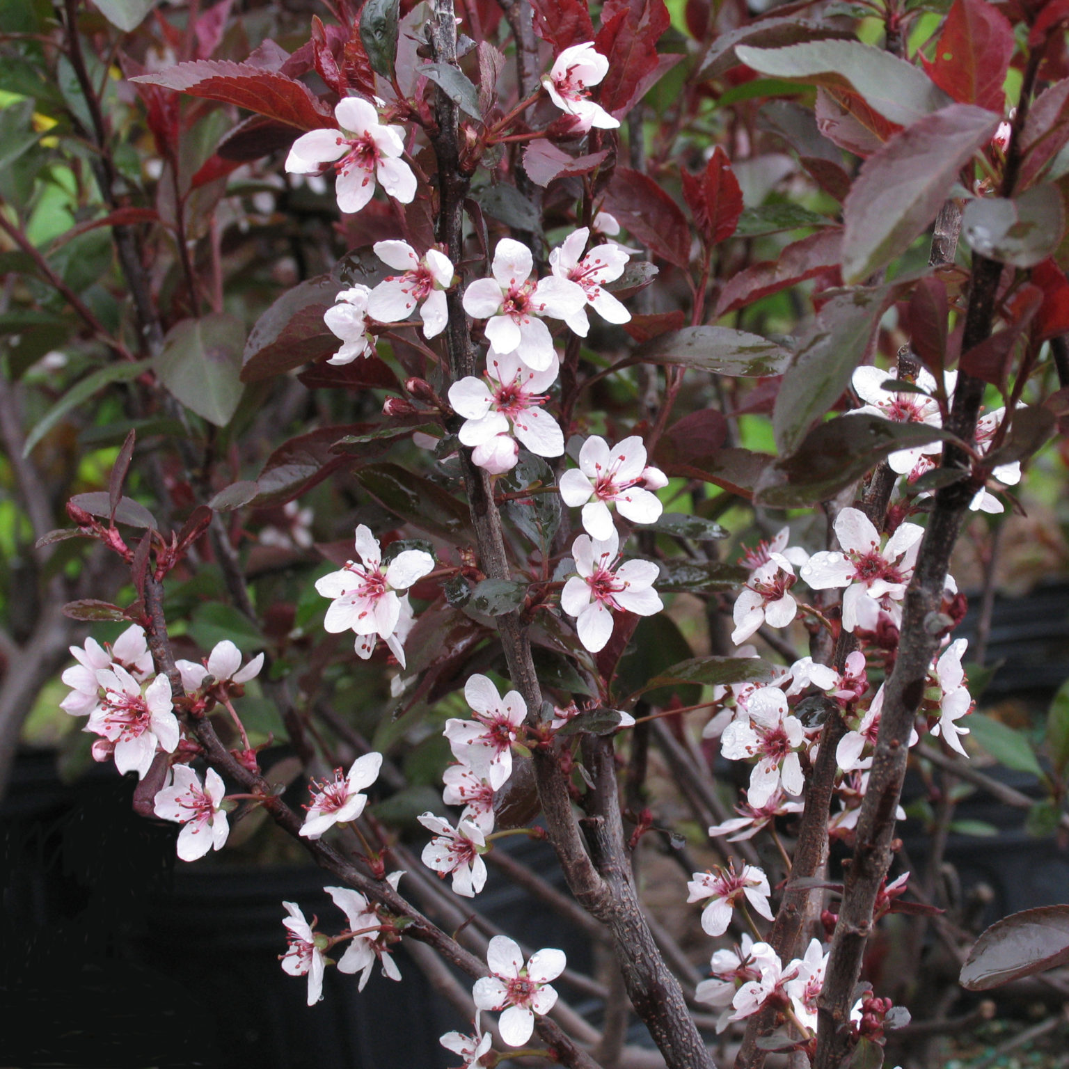 Prunus cistena - Multiplants