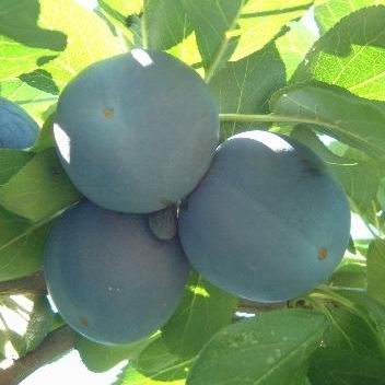 Prunus 'Mount Royal' - Multiplants