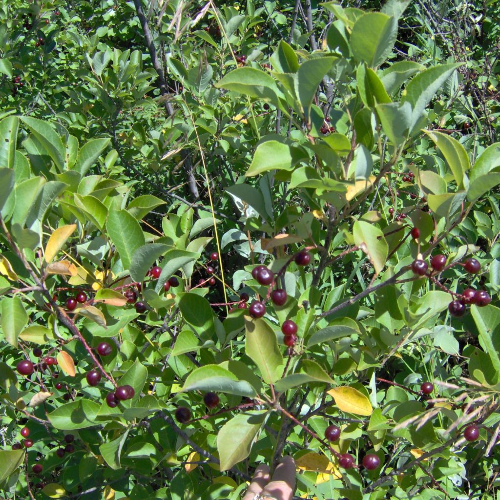 Prunus virginiana - Multiplants