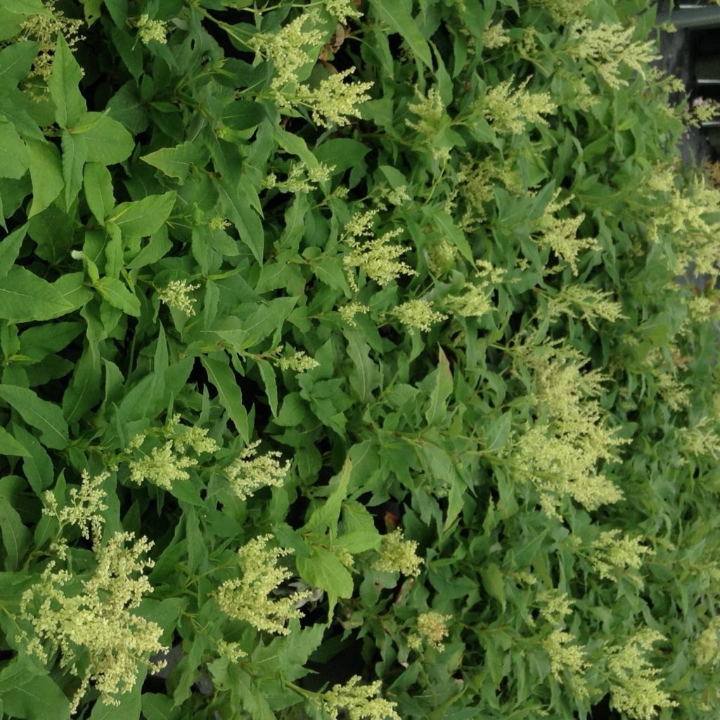 Persicaria polymorpha - Multiplants
