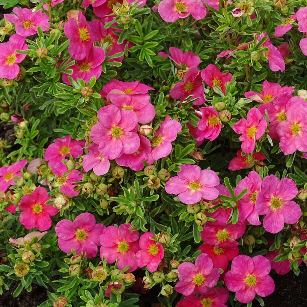 Potentilla fruticosa 'Bella Bellissima' - Multiplants