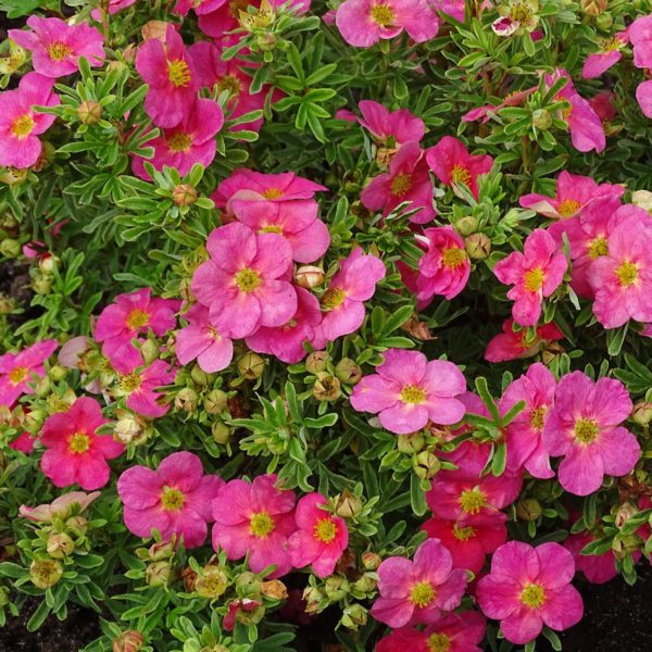 Potentilla fruticosa 'Bella Bellissima' - Multiplants