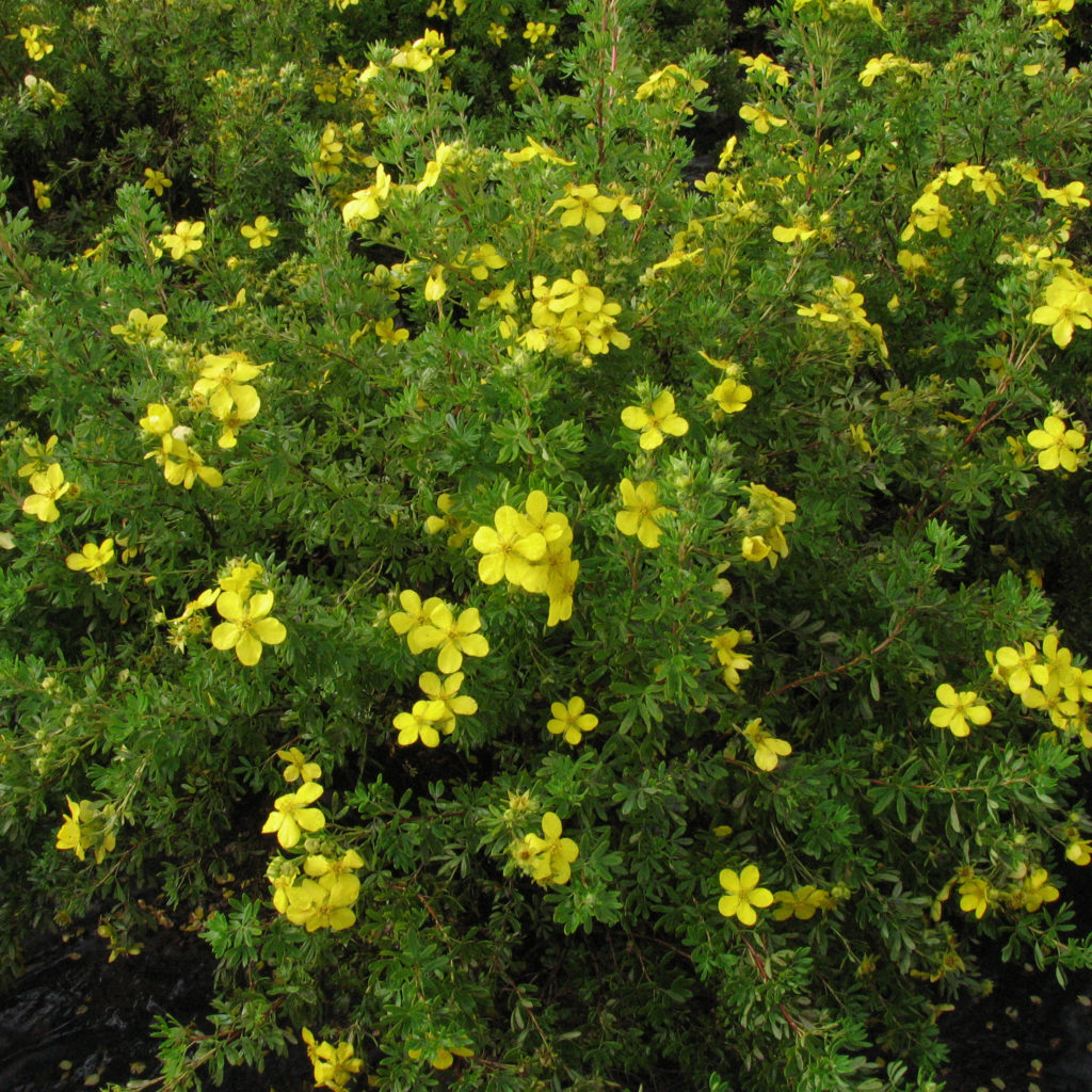 Potentilla fruticosa 'Goldfinger' - Multiplants