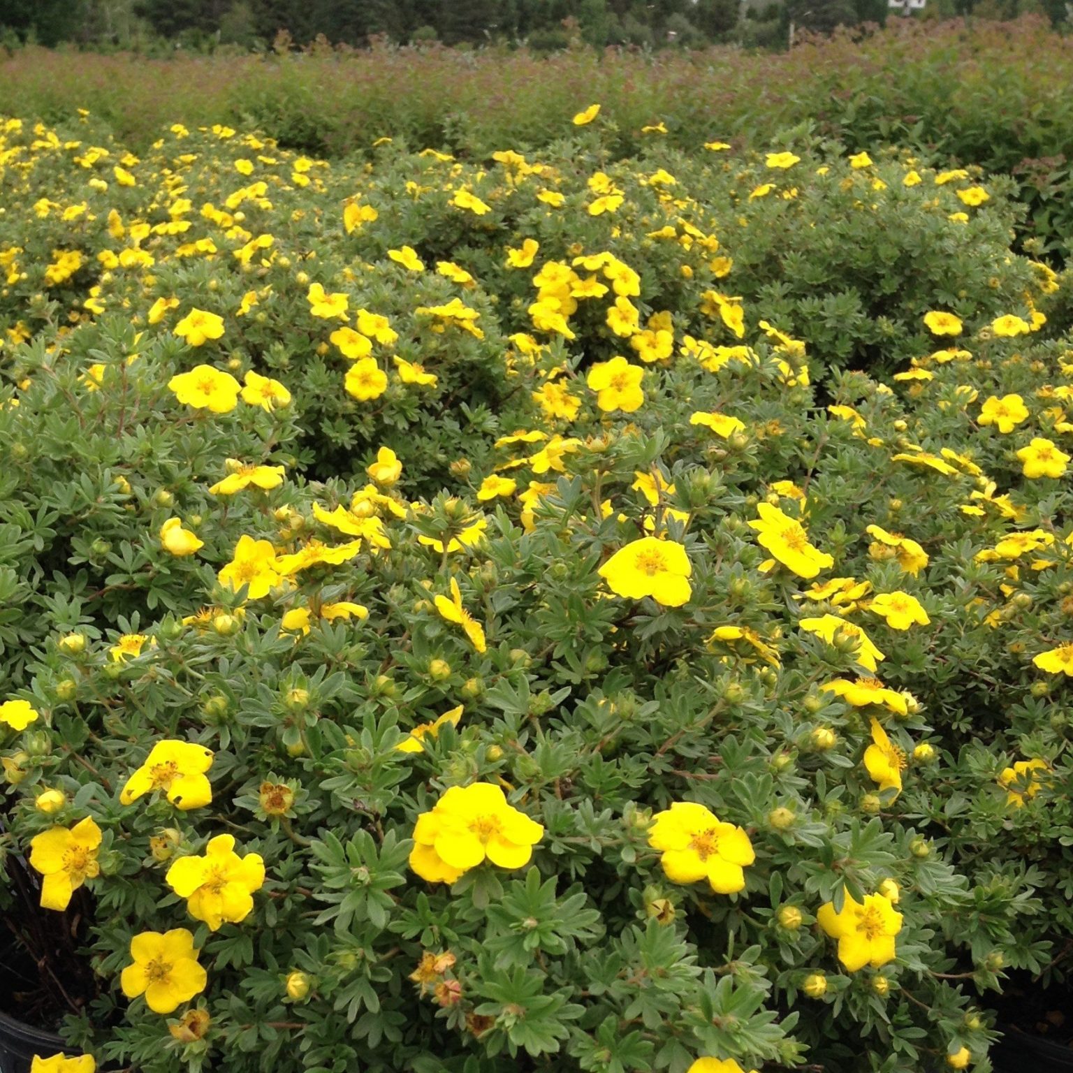 Potentilla fruticosa ‘Goldstar’ – Multiplants