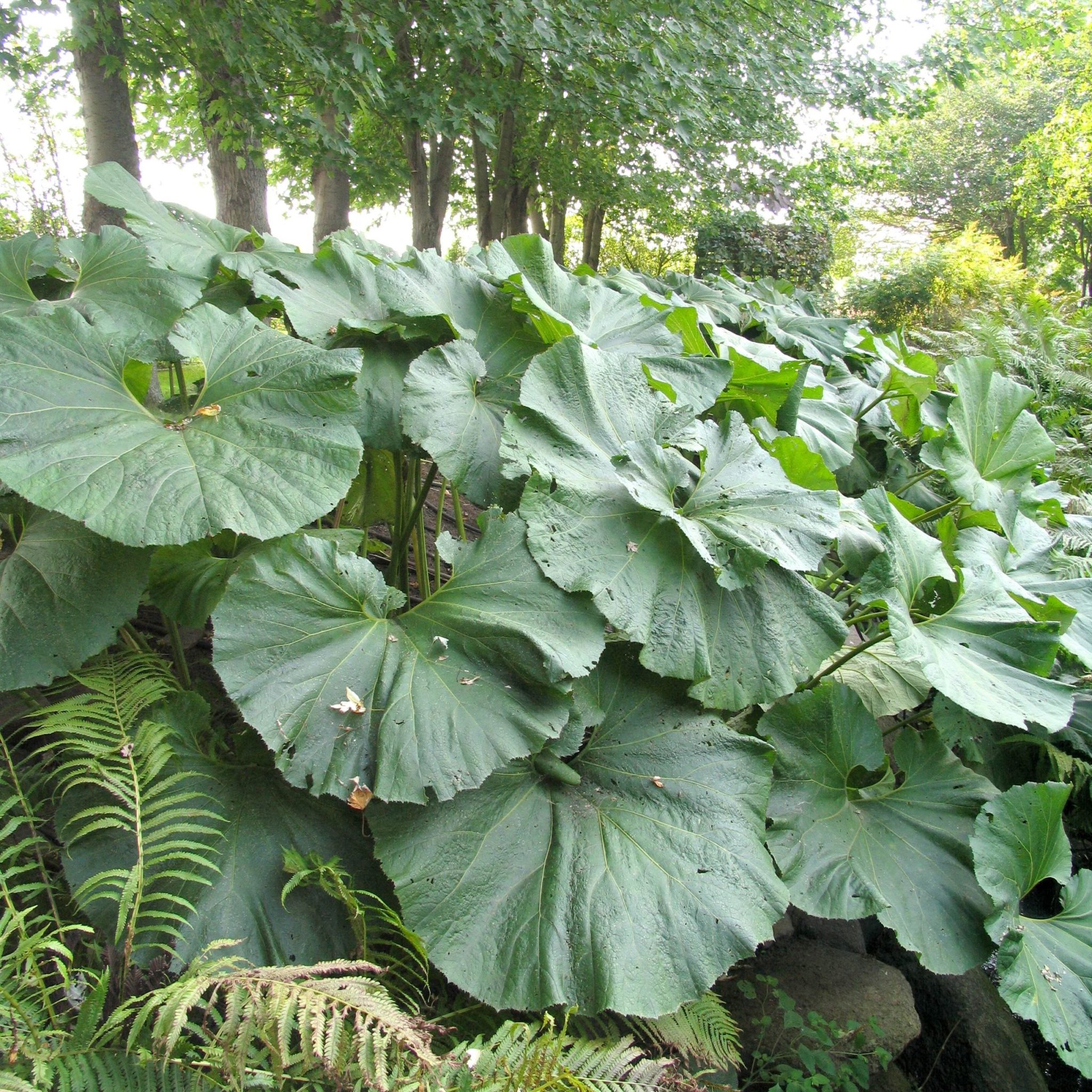 Petasites japonicus 'Giganteus' - Multiplants