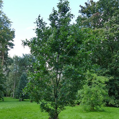 Quercus 'Crimson Spire' - Multiplants