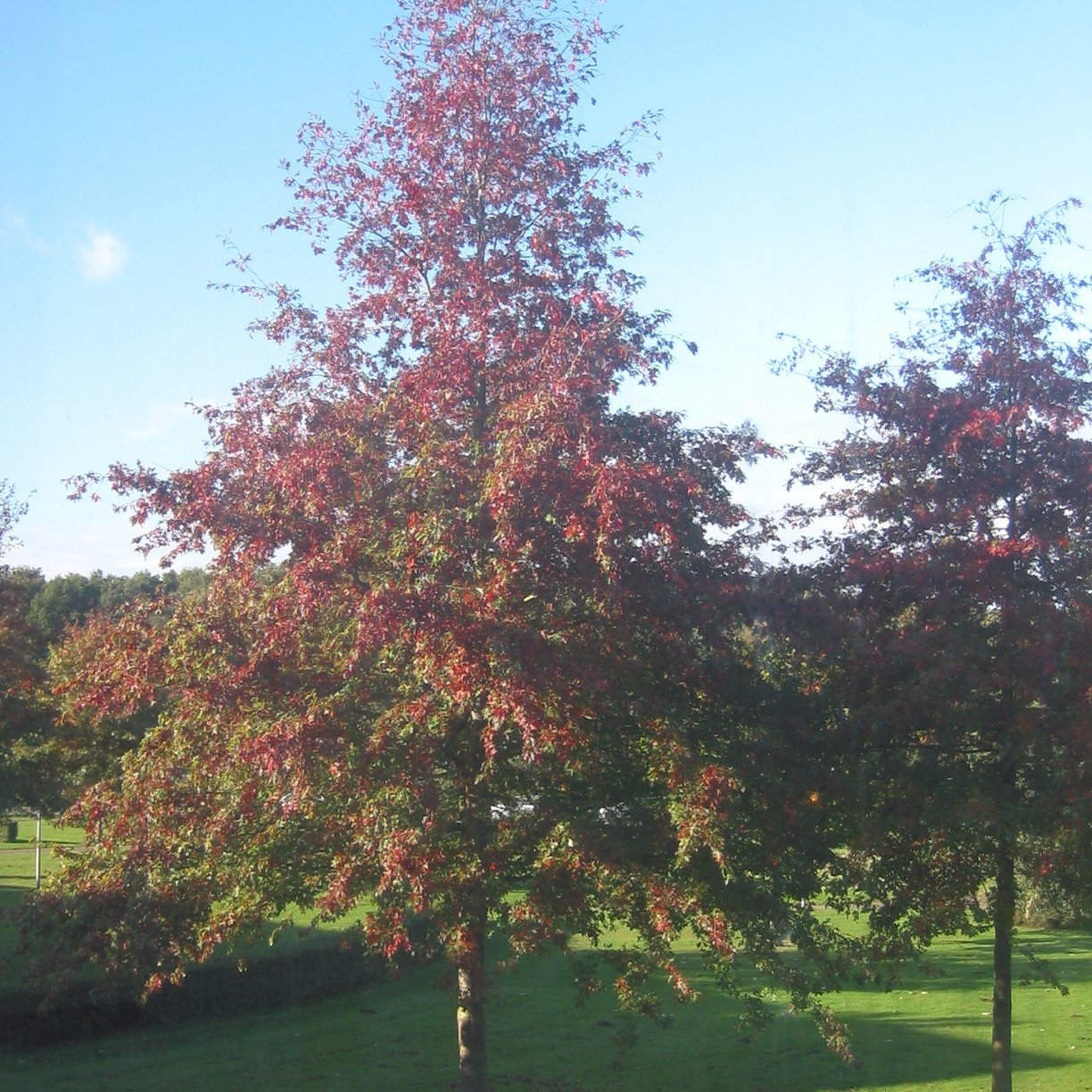 Ulmus americana 'Princeton' - Multiplants