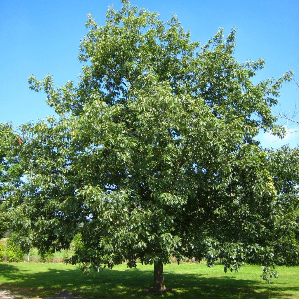 Quercus rubra - Multiplants