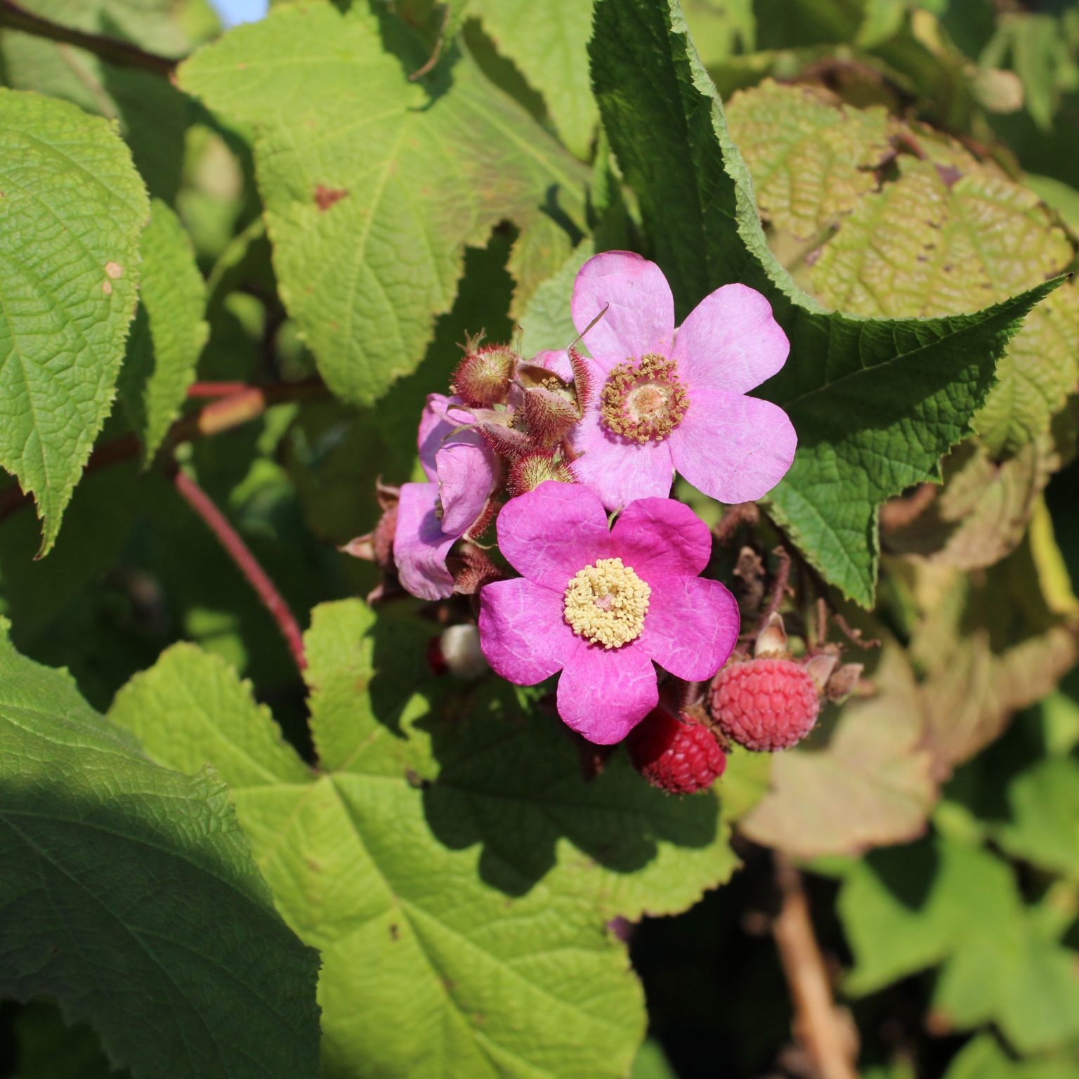 Rubus odoratus - Multiplants