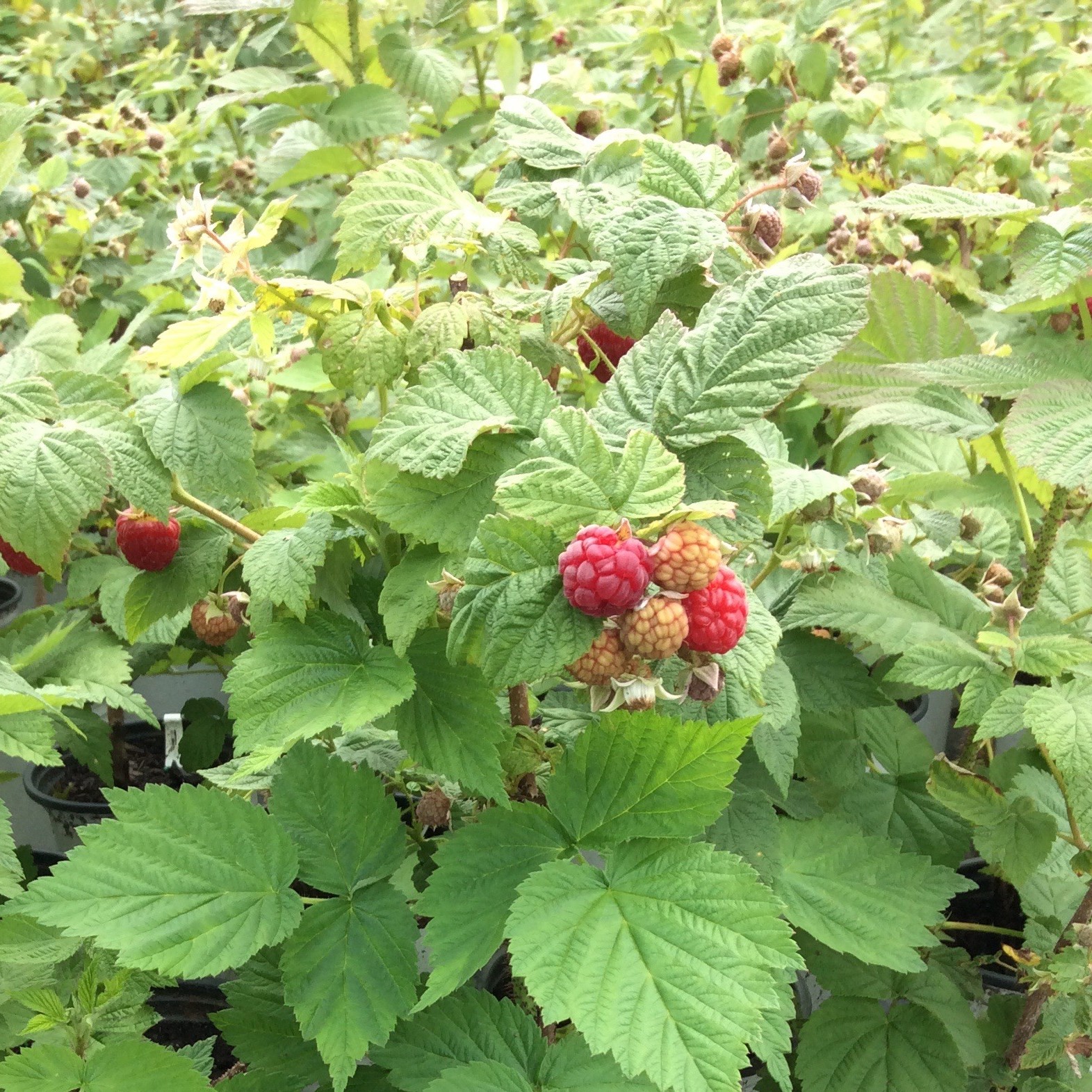 Rubus 'Boyne' - Multiplants