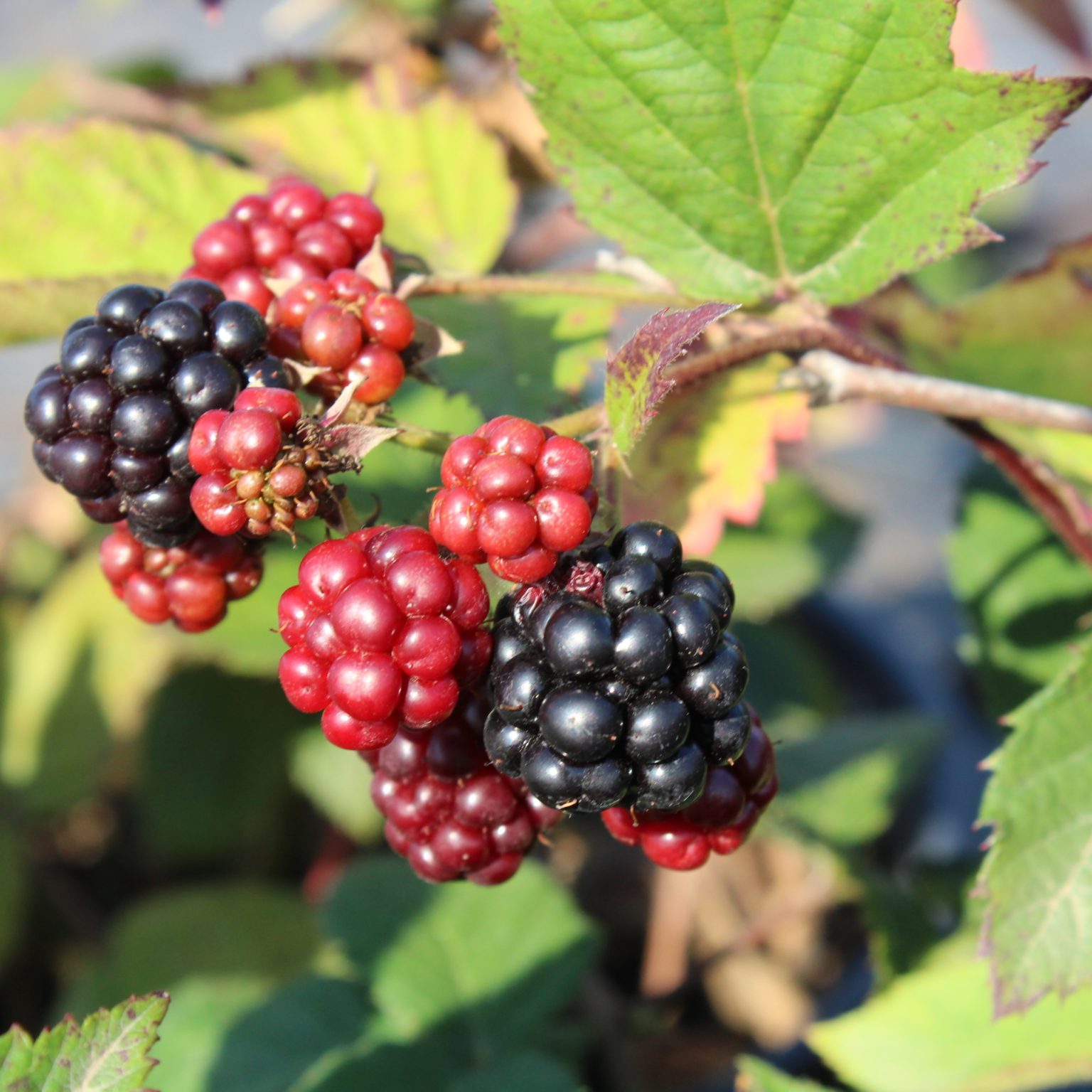 Rubus 'Chester' - Multiplants