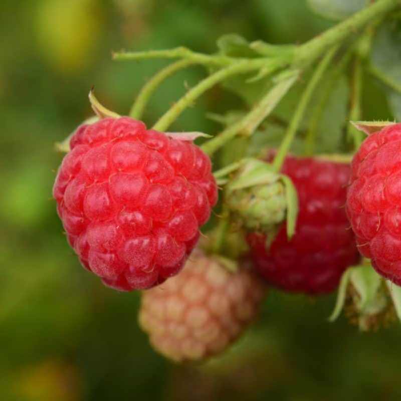 Rubus 'Killarney' - Multiplants